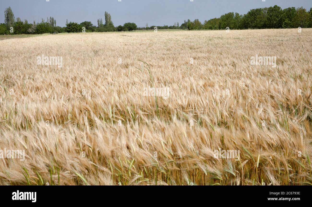 Cereal fields before harvesting. Wheat field Stock Photo - Alamy