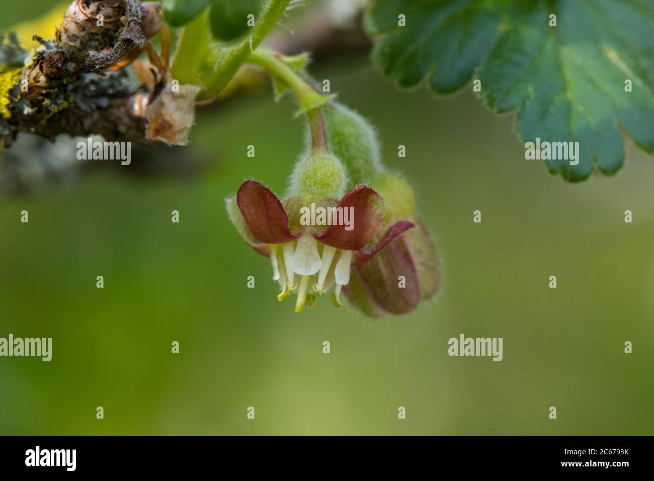 Gooseberry blossom hi-res stock photography and images - Alamy