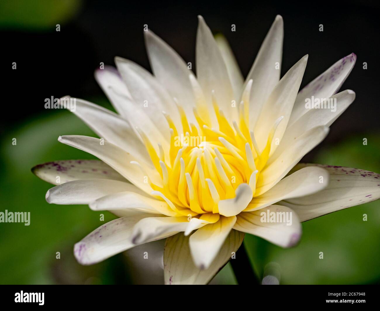 Linnaean garden hi-res stock photography and images - Alamy