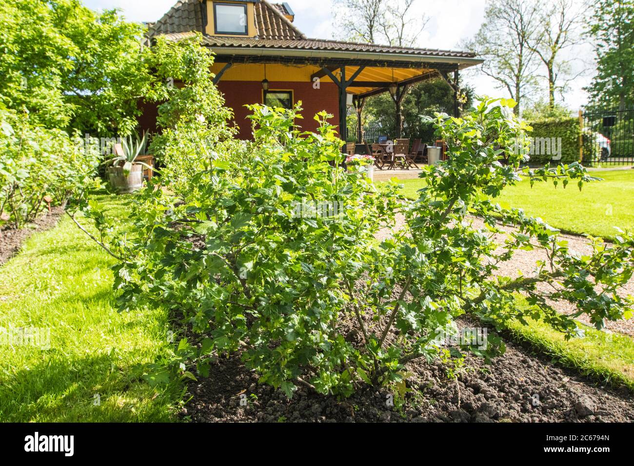 Native gooseberry hi-res stock photography and images - Alamy