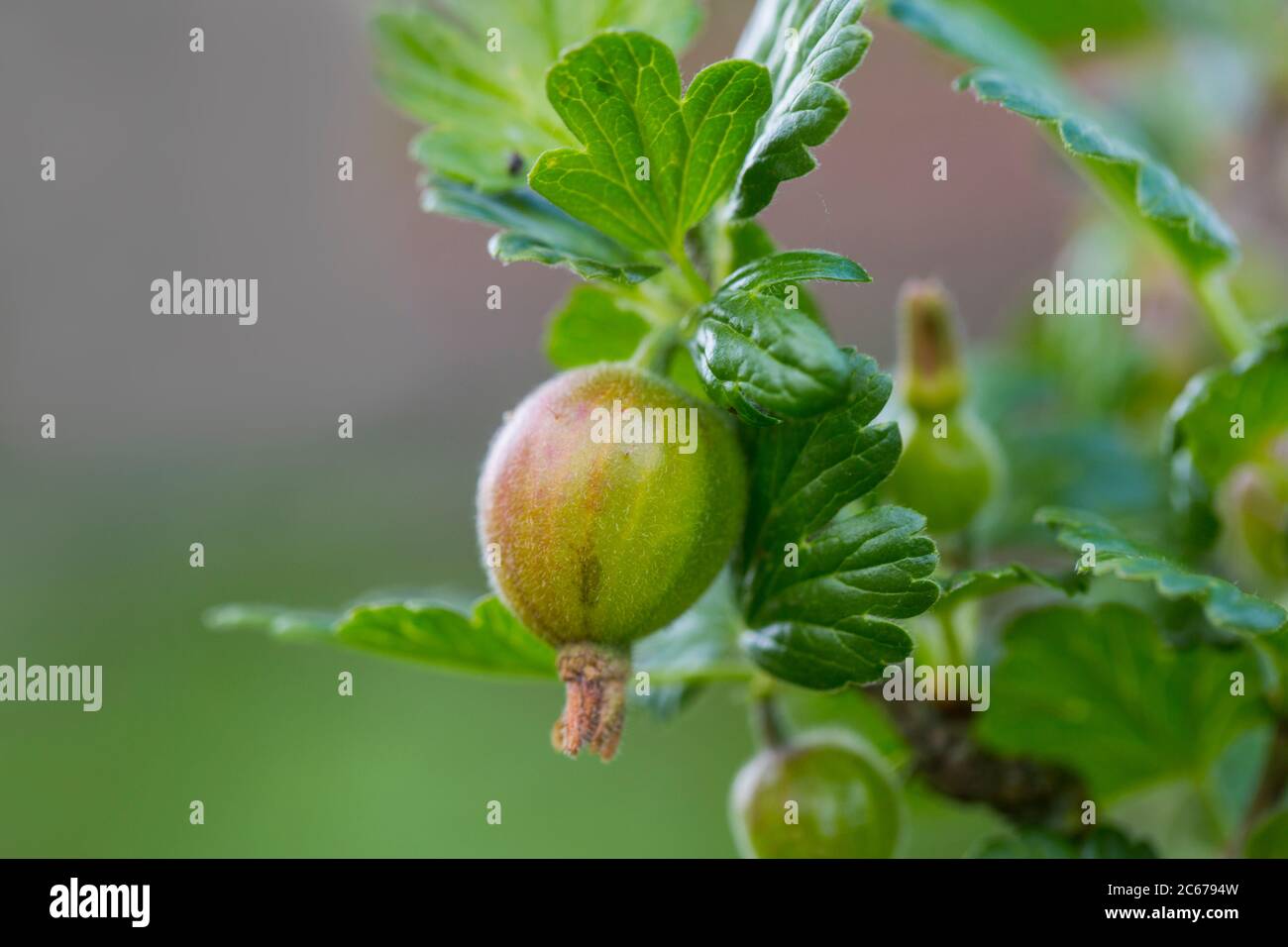 Grossulariaceae gooseberry plants hi-res stock photography and images ...