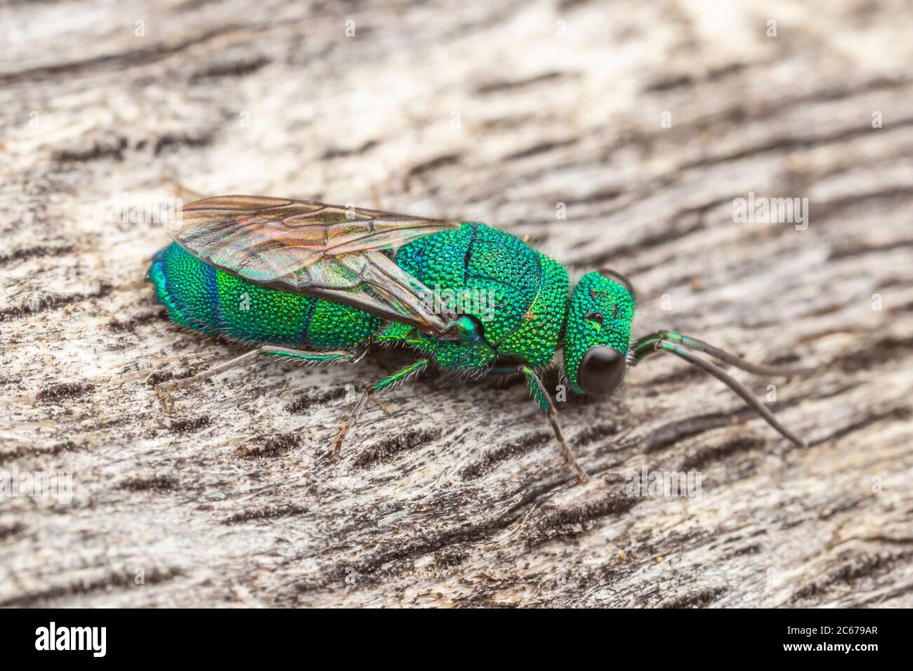 Cuckoo Wasp (Chrysis inaequidens Stock Photo - Alamy
