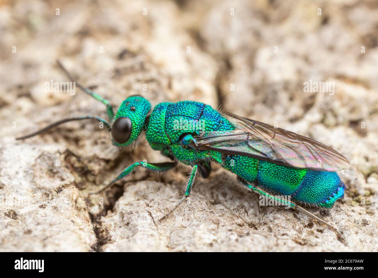 Cuckoo Wasp (Chrysis sp Stock Photo - Alamy