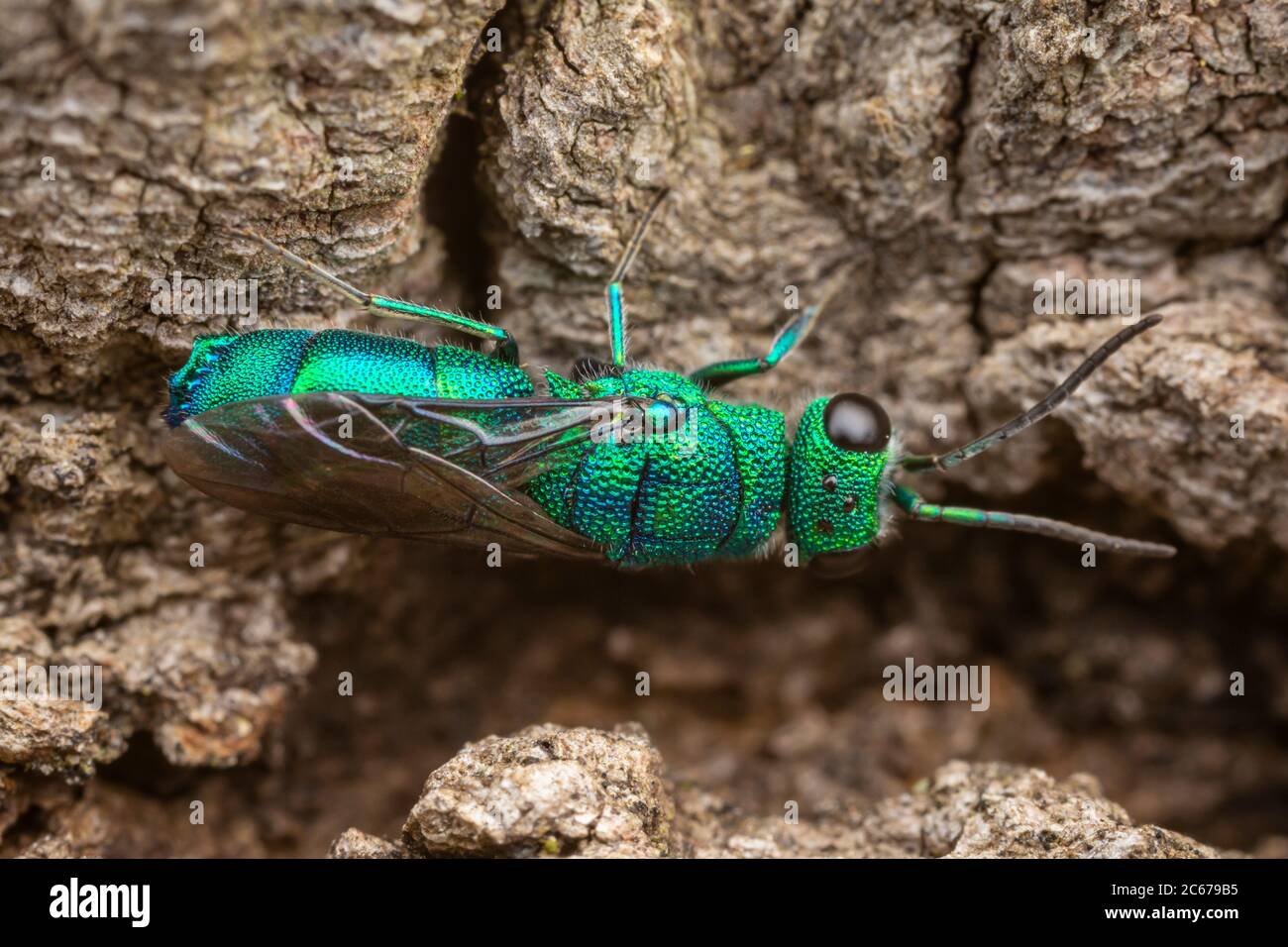 Cuckoo Wasp (Chrysis sp Stock Photo - Alamy