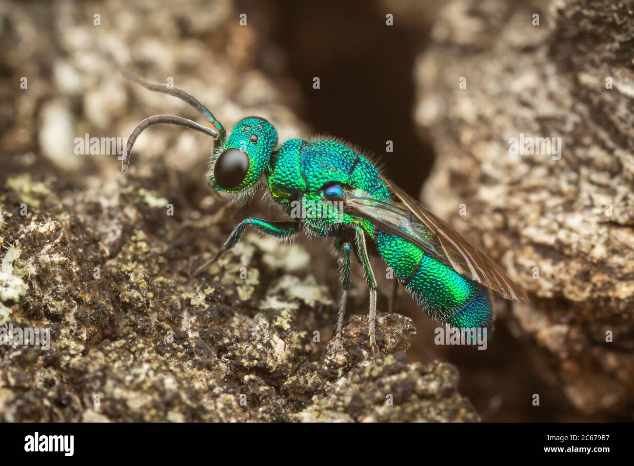 Cuckoo Wasp (Chrysis sp Stock Photo - Alamy