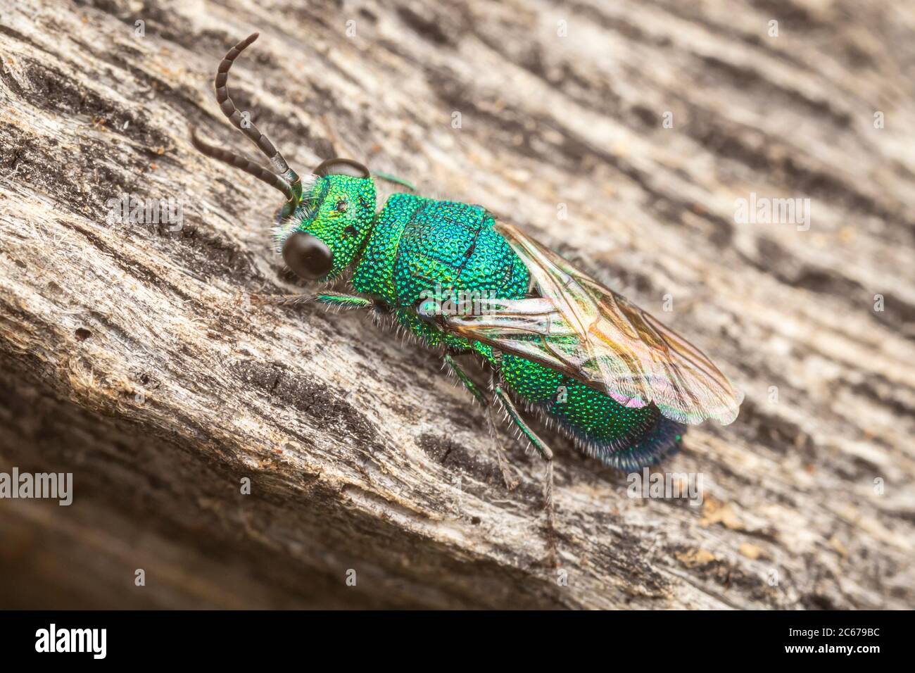 Cuckoo Wasp (Chrysis sp Stock Photo - Alamy