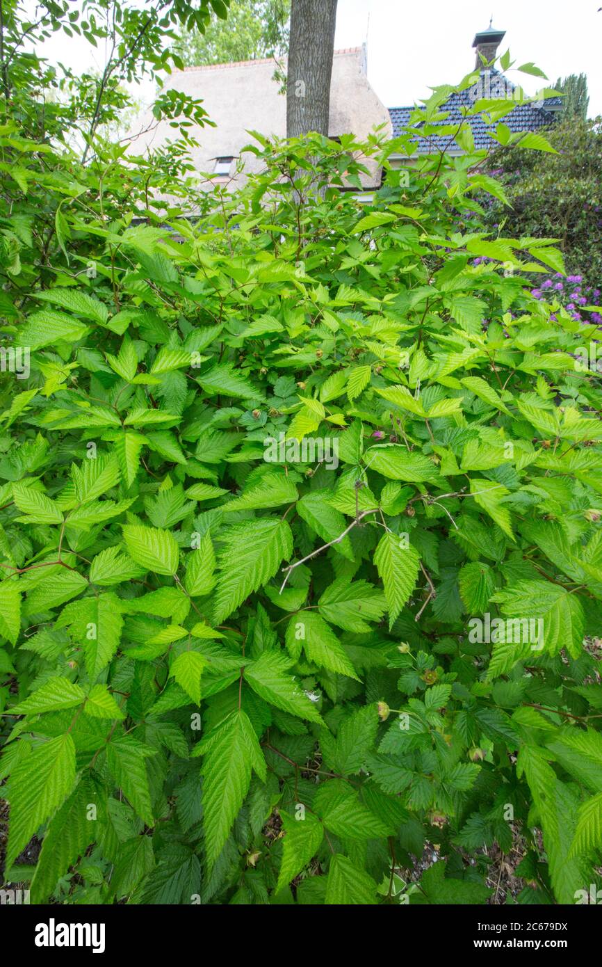 Salmonberry plant hi-res stock photography and images - Alamy