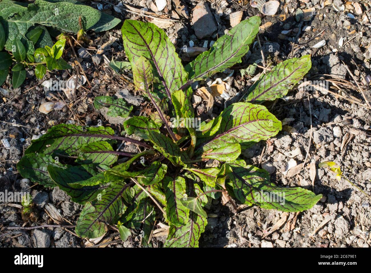 Red-veined Dock leaves Stock Photo - Alamy