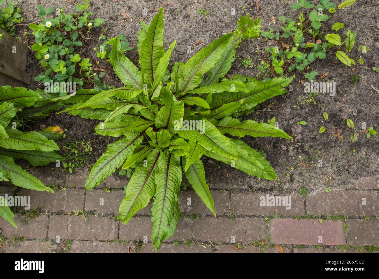 Dock leaves hi-res stock photography and images - Alamy