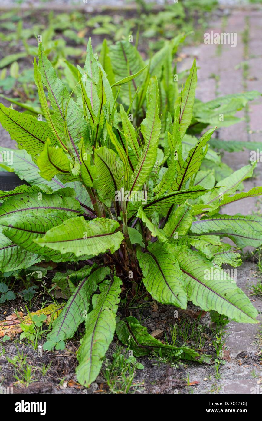 Dock leaves hi-res stock photography and images - Alamy