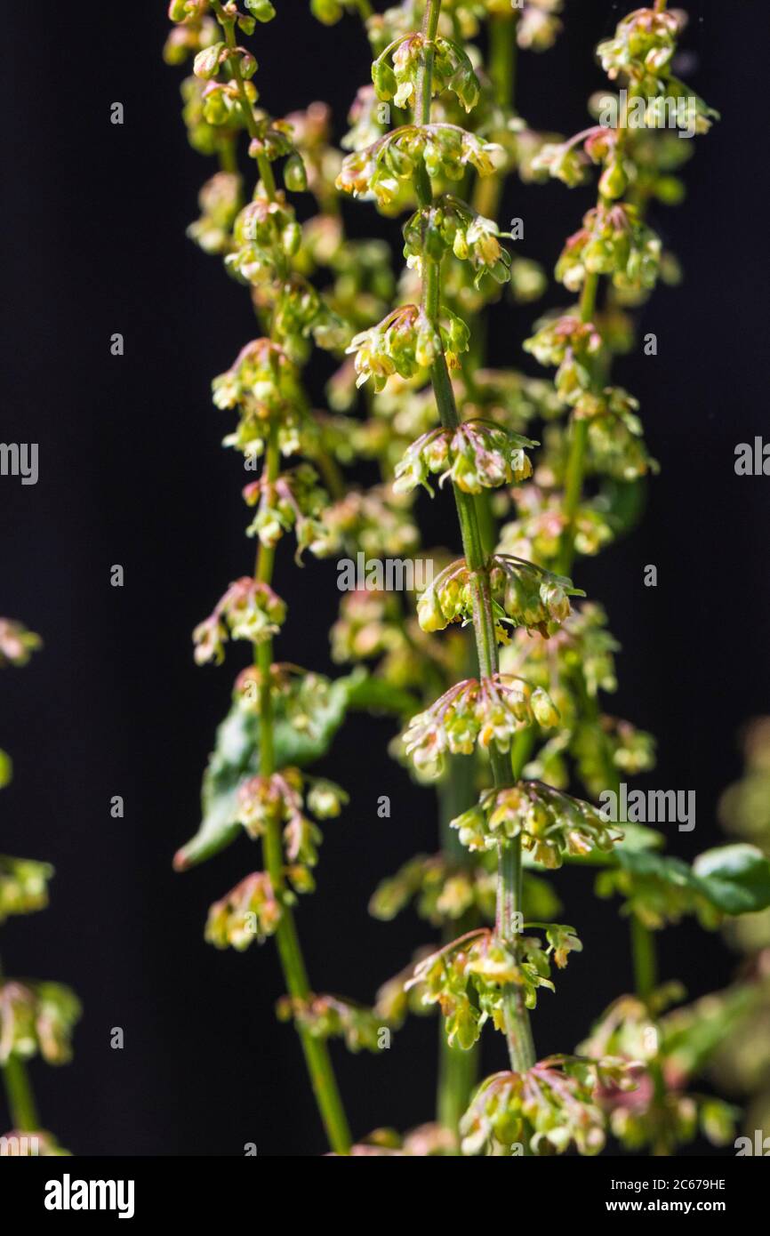 Red-veined Dock flowers Stock Photo - Alamy