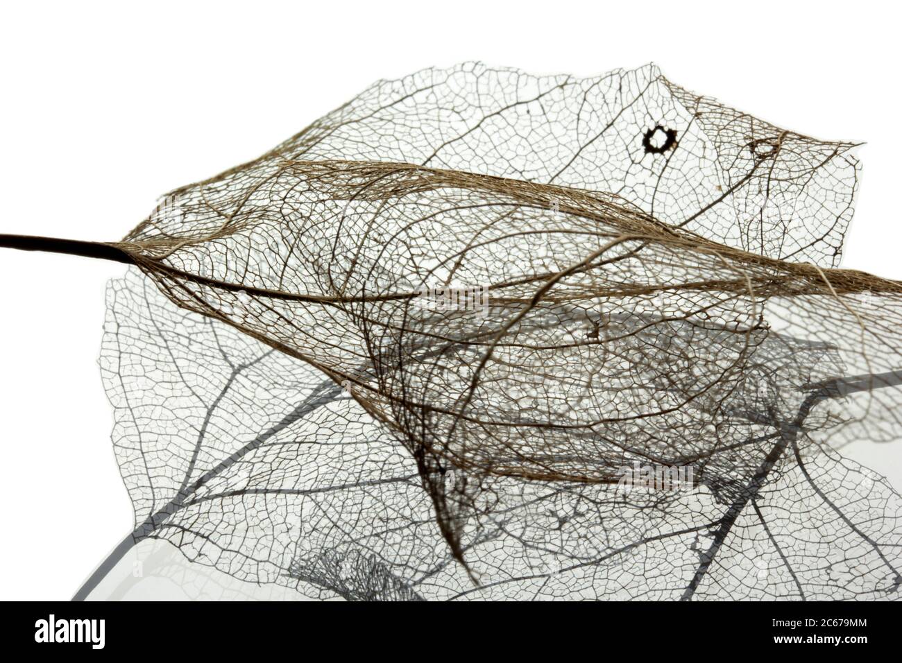 Dead skeleton leaf hi-res stock photography and images - Alamy