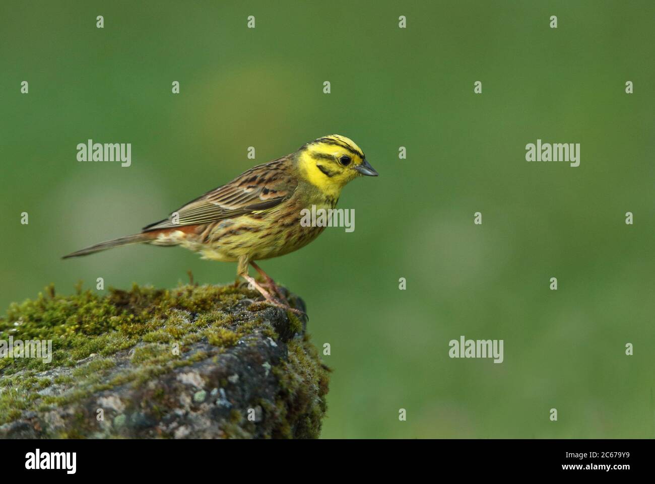 Yellowhammer fauna hi-res stock photography and images - Alamy