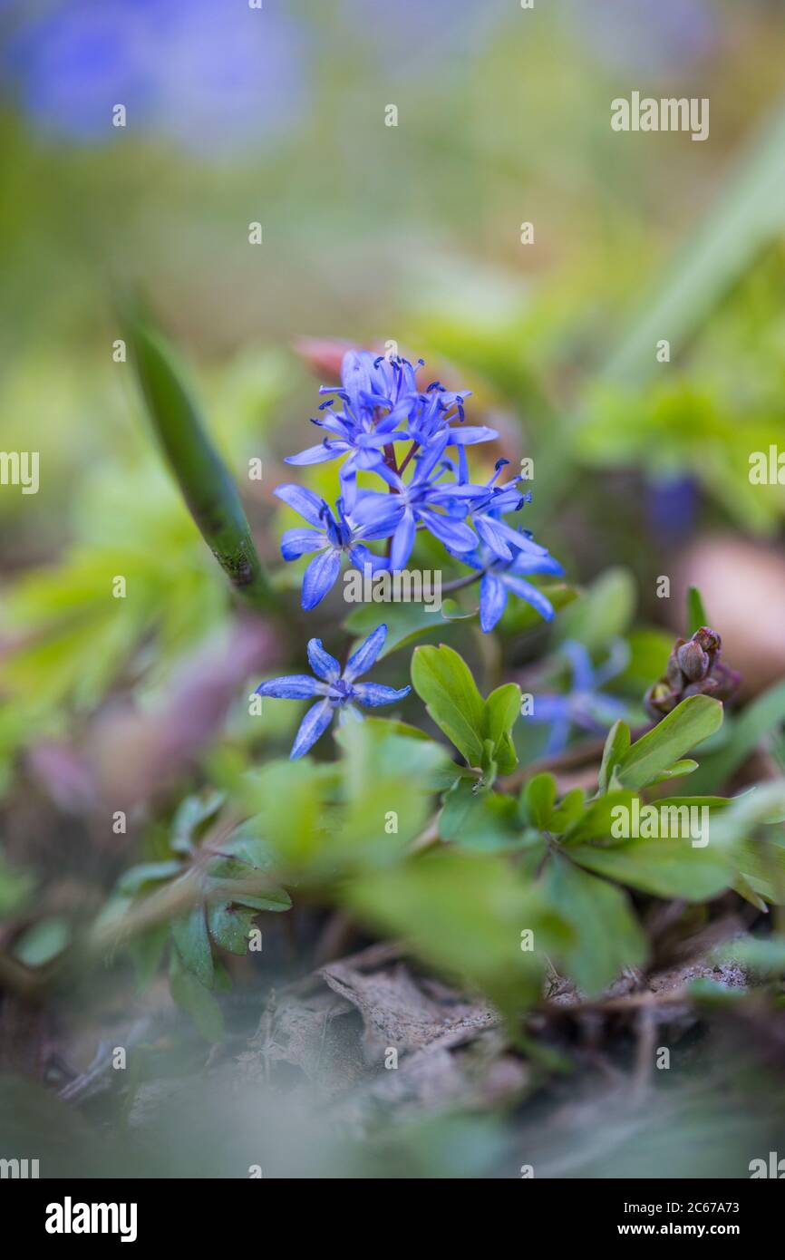 Alpine Squill flower Stock Photo - Alamy