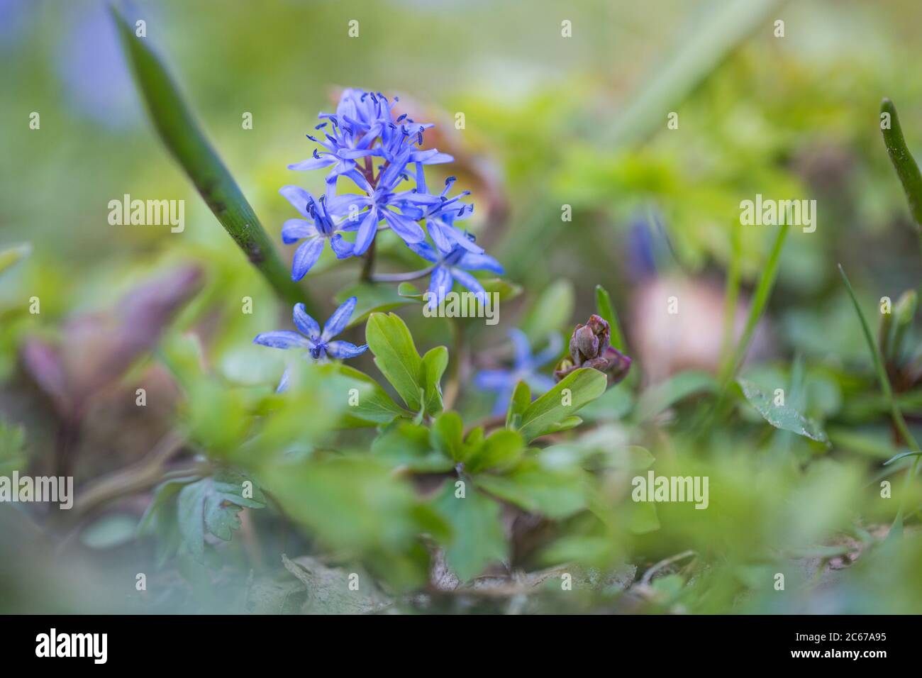 Alpine Squill flower Stock Photo - Alamy
