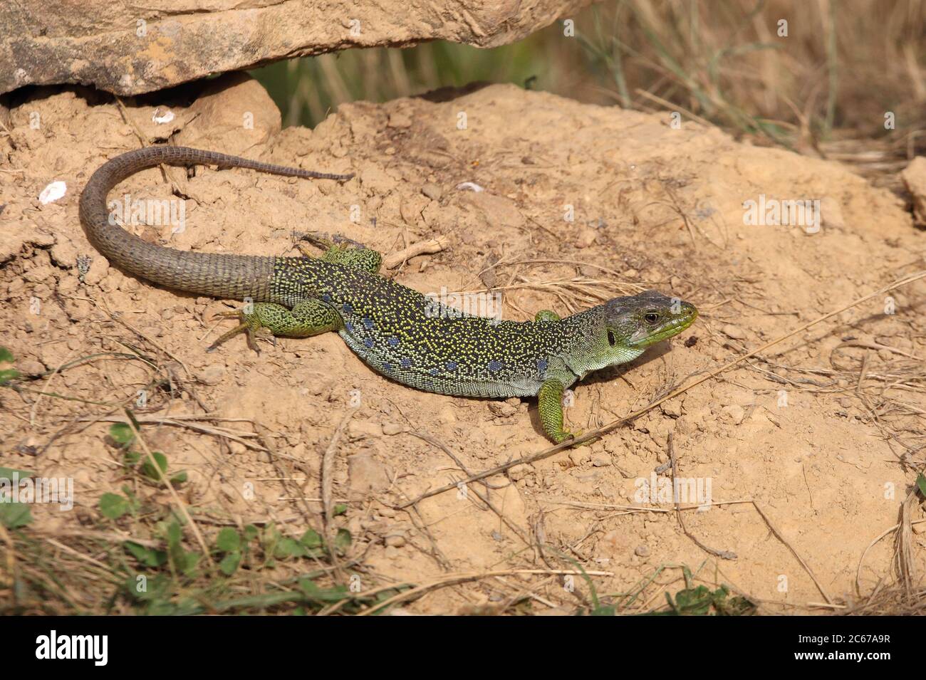 Large lizard basking in hi-res stock photography and images - Alamy