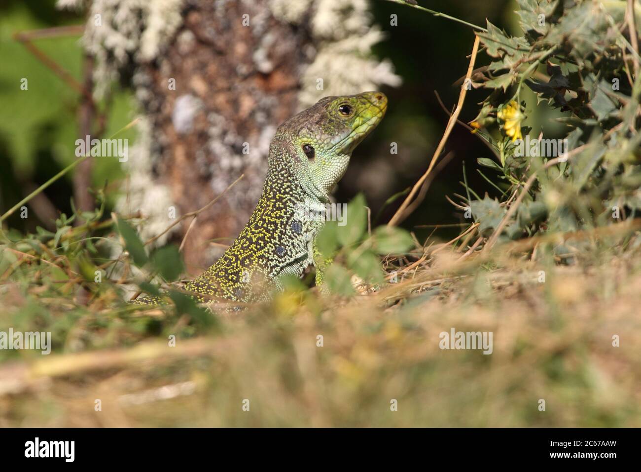 Ocellated lizard basking in the sun with the first morning lights Stock ...