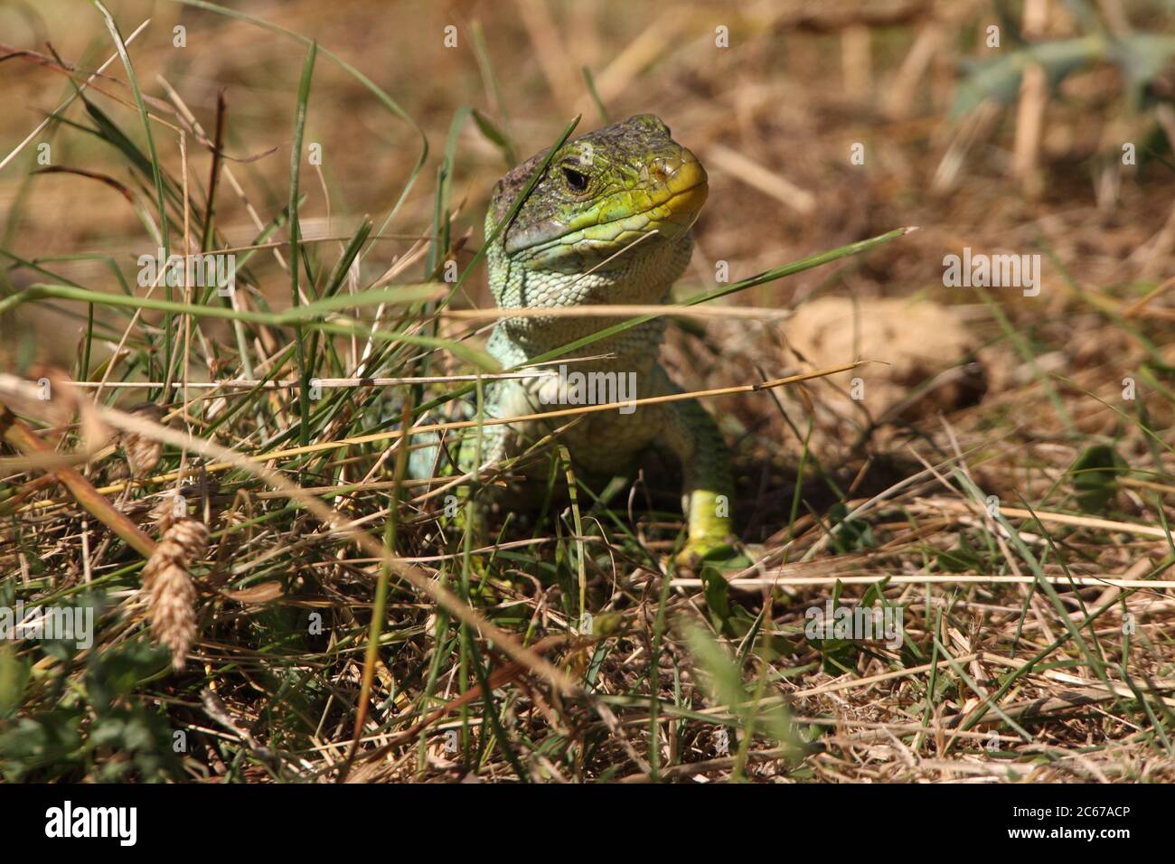 Ocellated lizard basking in the sun with the first morning lights Stock ...
