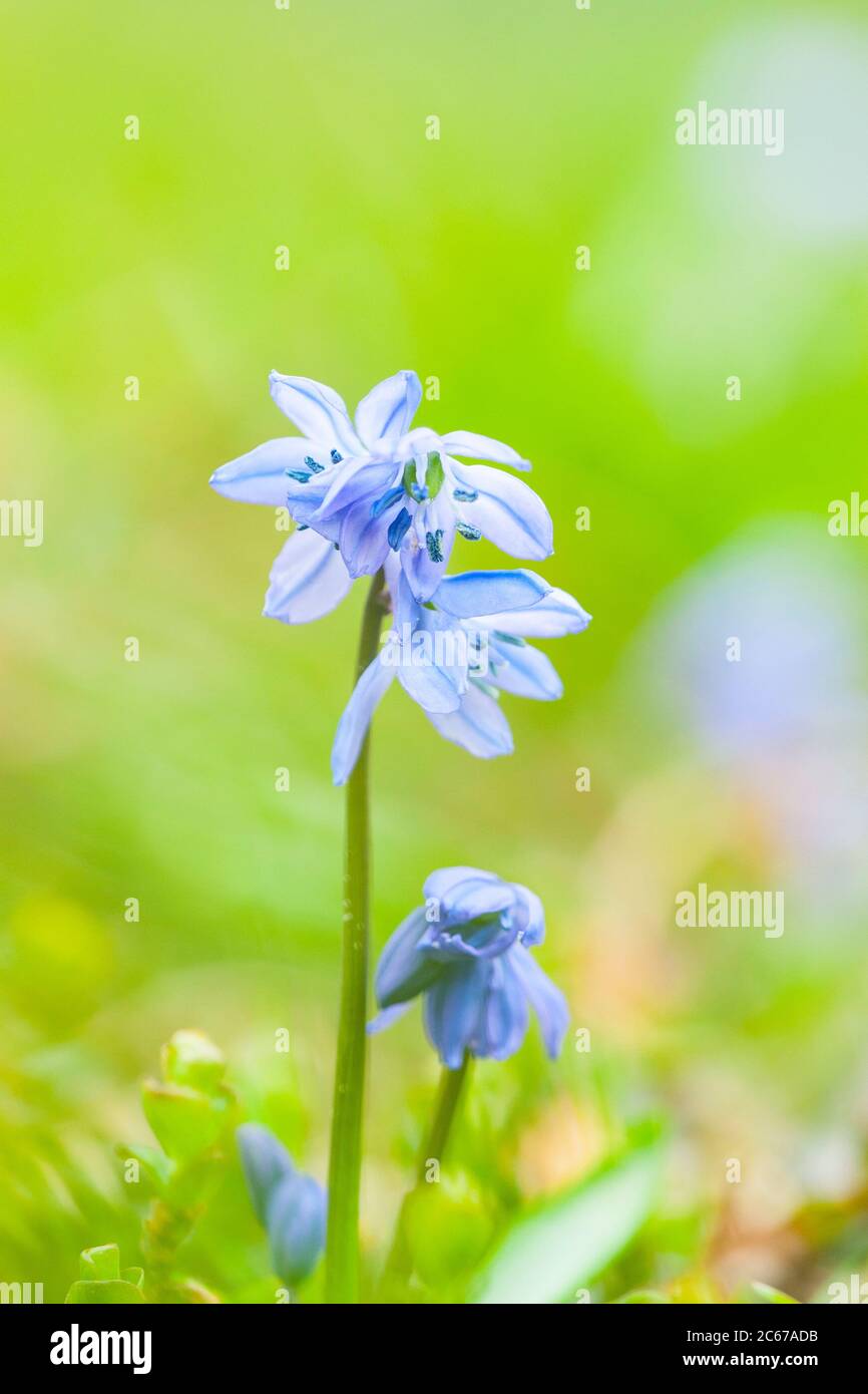 Siberian Squill flowers Stock Photo - Alamy