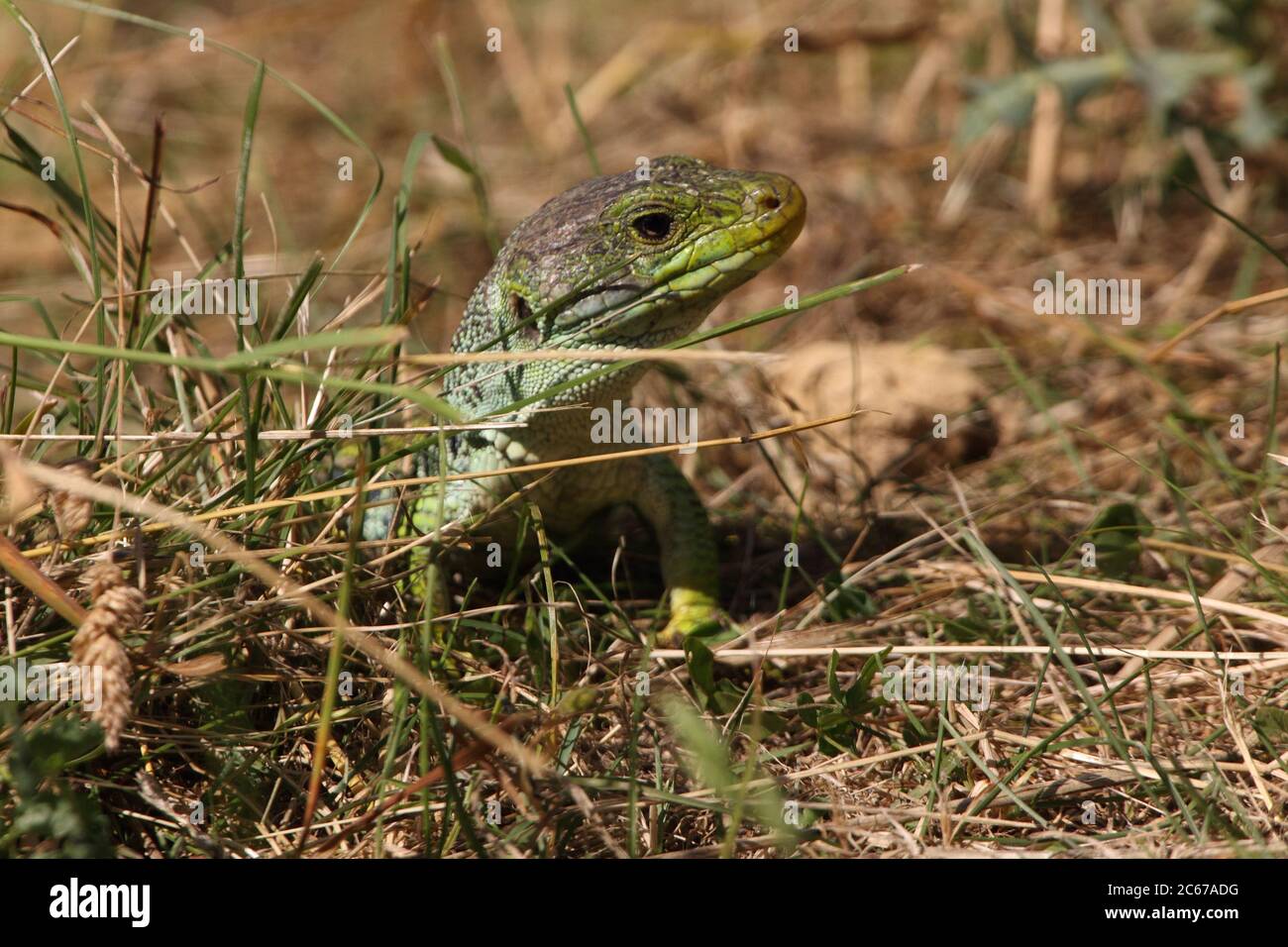 Ocellated lizard basking in the sun with the first morning lights Stock ...