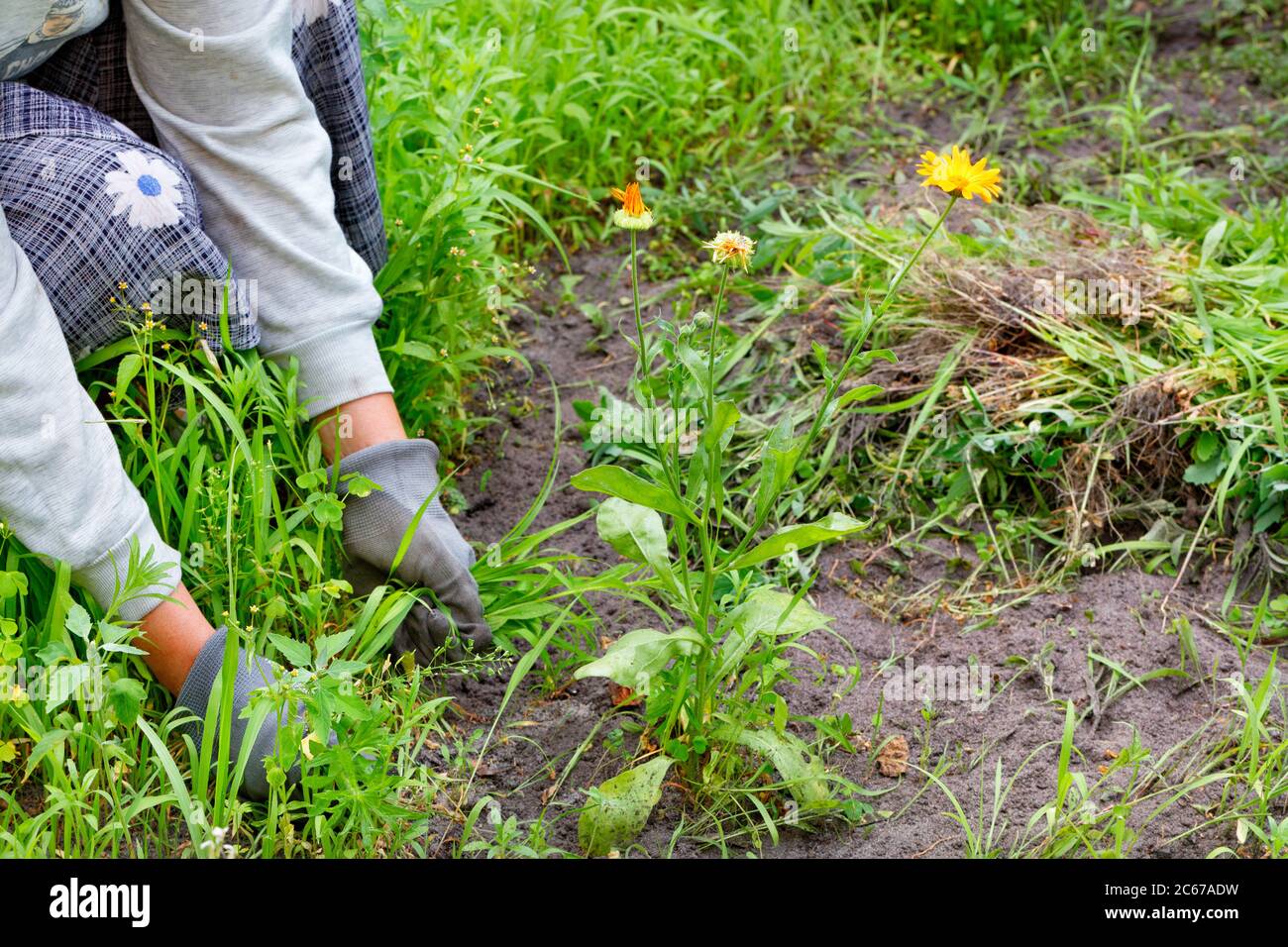 Grass weeds in crop hi-res stock photography and images - Alamy