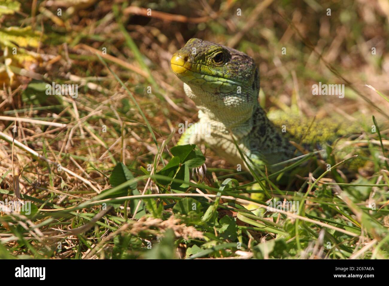 Ocellated lizard basking in the sun with the first morning lights Stock ...