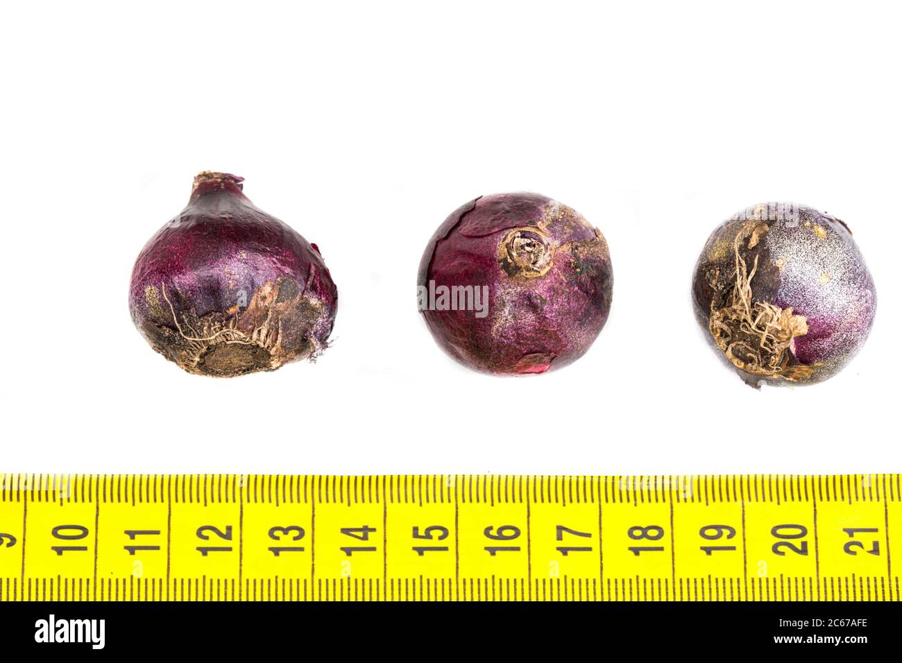 Siberian Squill Bulb High Resolution Stock Photography and Images - Alamy