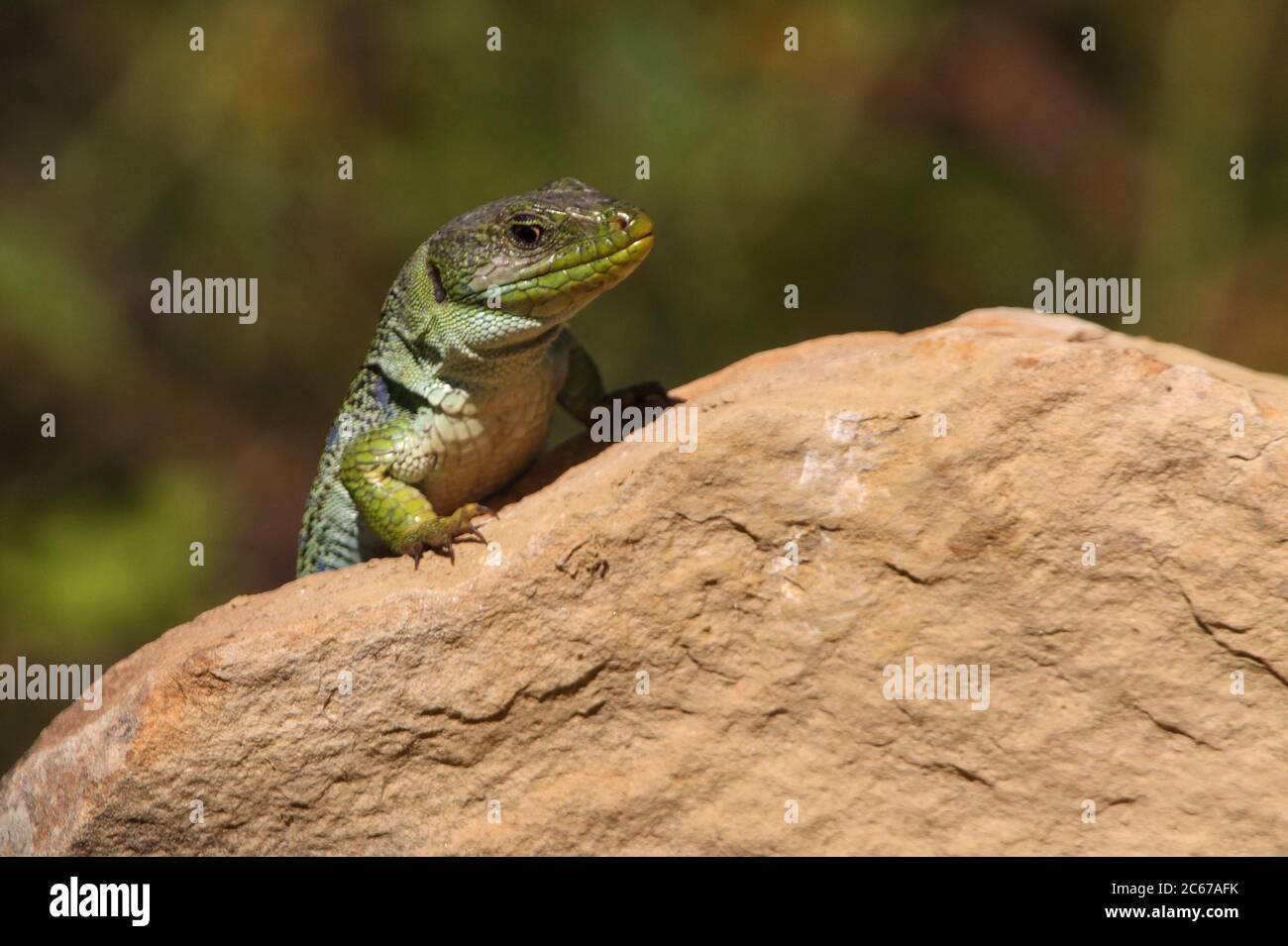 Ocellated lizard basking in the sun with the first morning lights Stock ...