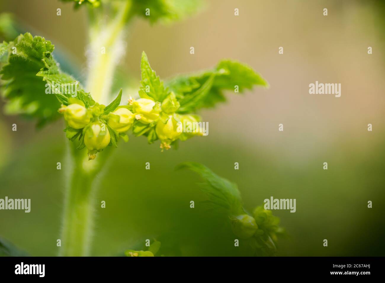 Yellow figwort scrophularia vernalis hi-res stock photography and ...