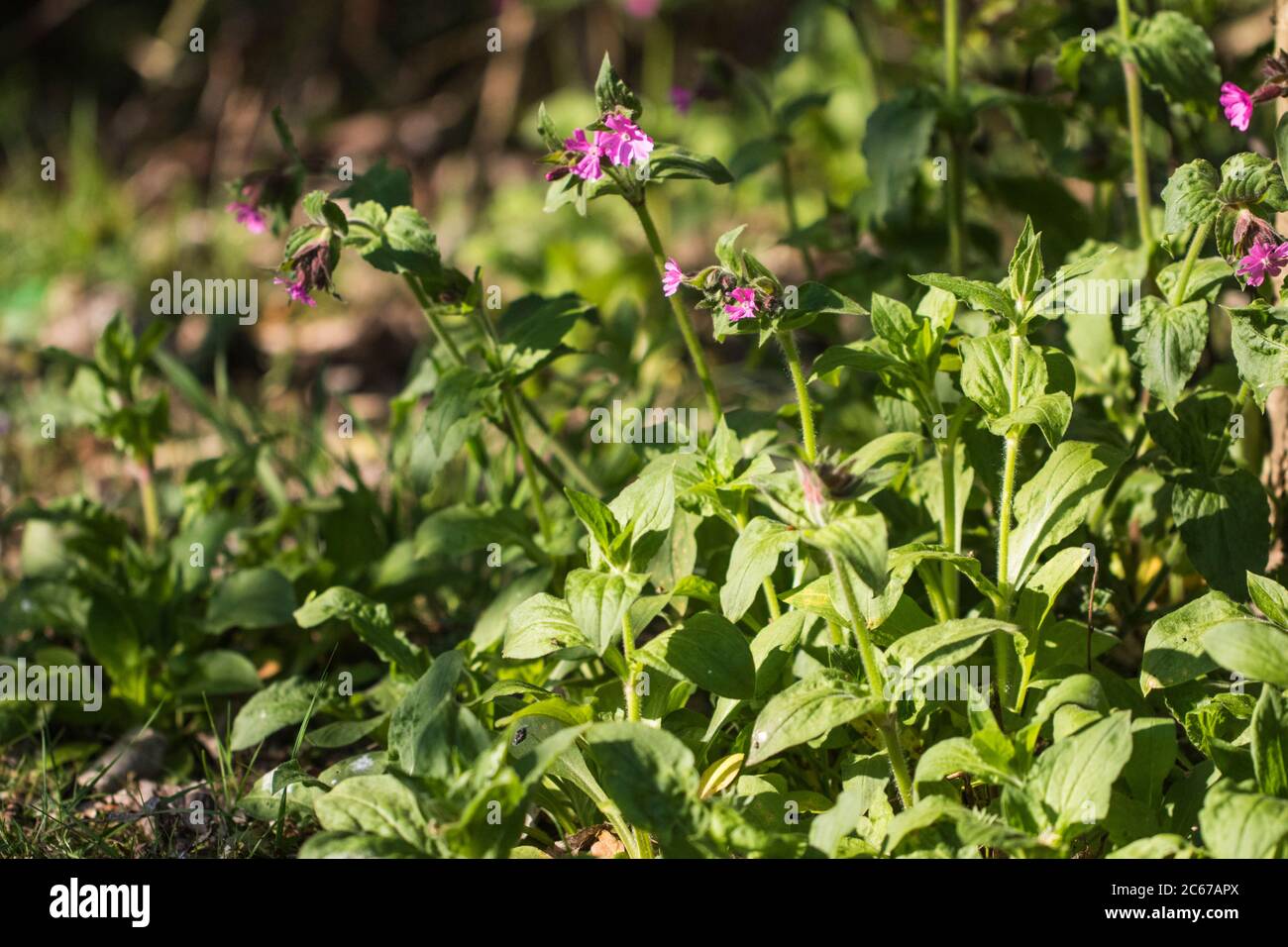Campion flower cut out hi-res stock photography and images - Alamy