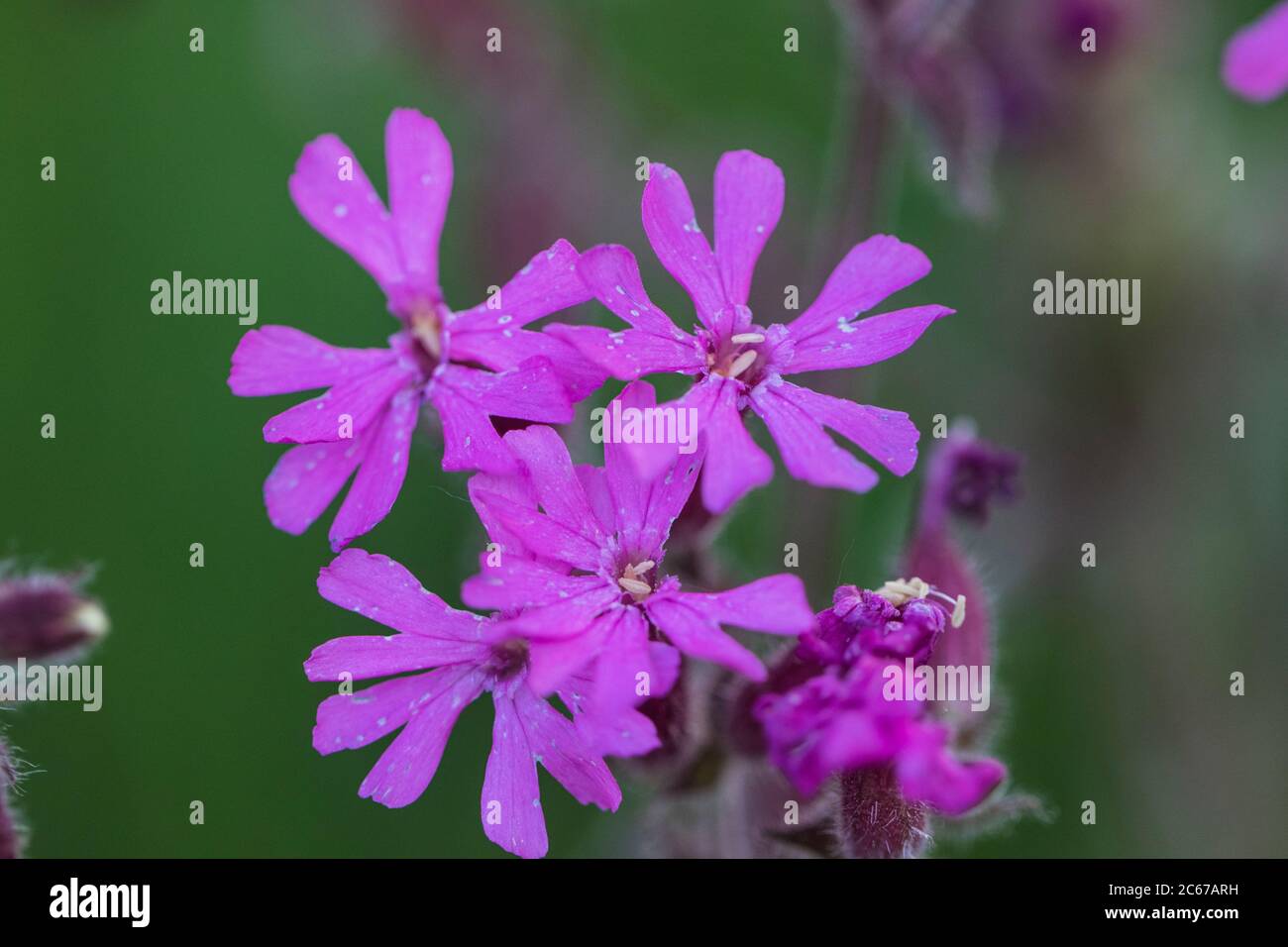 Red campion cutout hi-res stock photography and images - Alamy