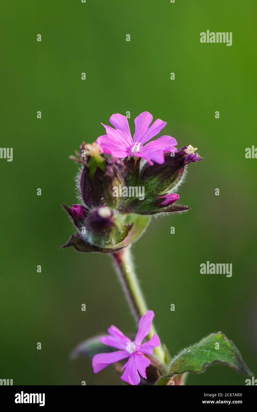 Red campion cutout hi-res stock photography and images - Alamy
