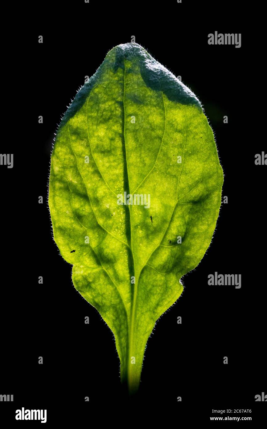 Red Campion leaf Stock Photo - Alamy