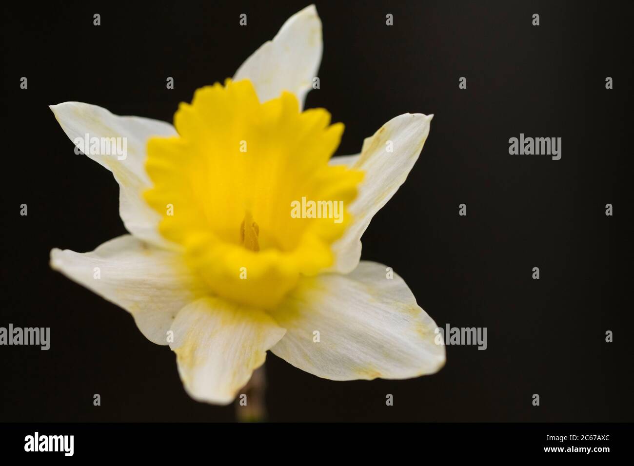 Narcissus pseudonarcissus subsp pseudonarcissus hi-res stock ...