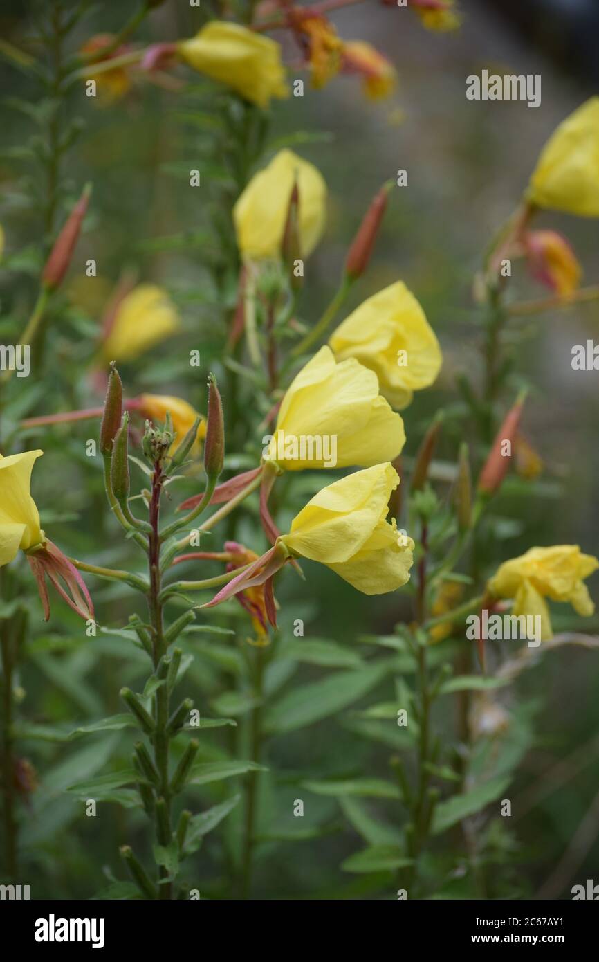 Flowering stages hi-res stock photography and images - Alamy