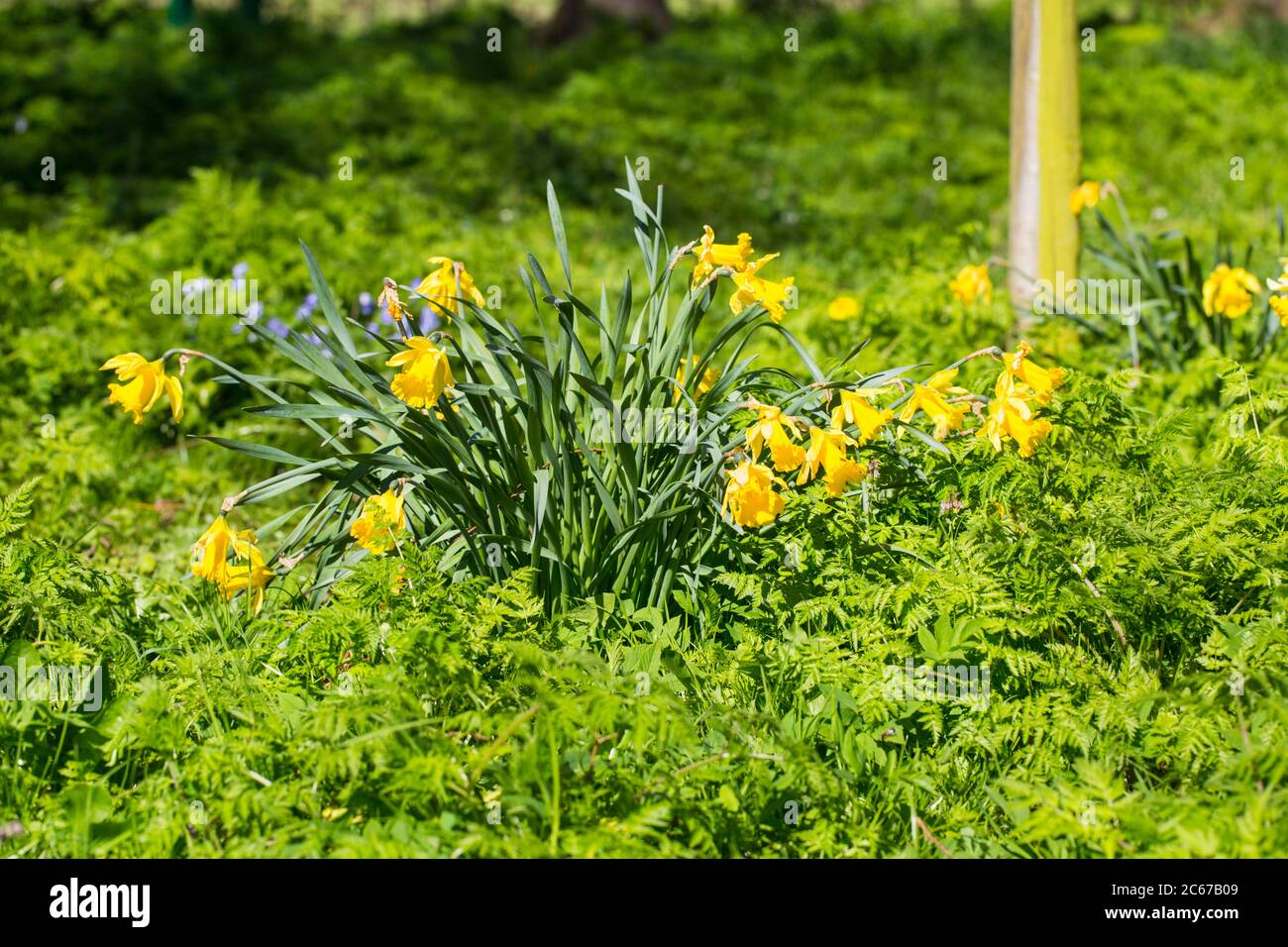 Spanish Daffodil flower Stock Photo - Alamy