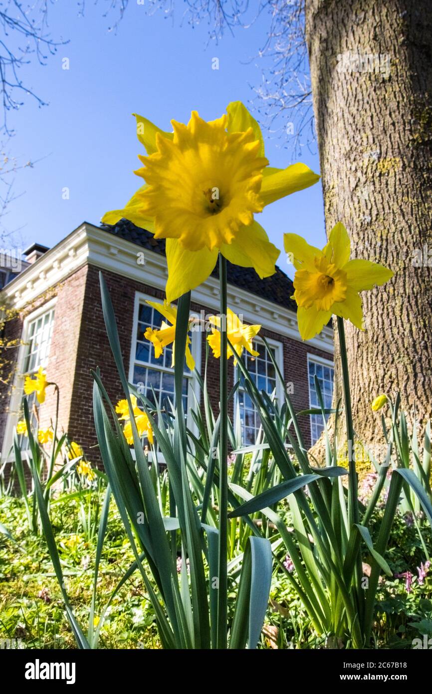 Spanish Daffodil flower Stock Photo - Alamy
