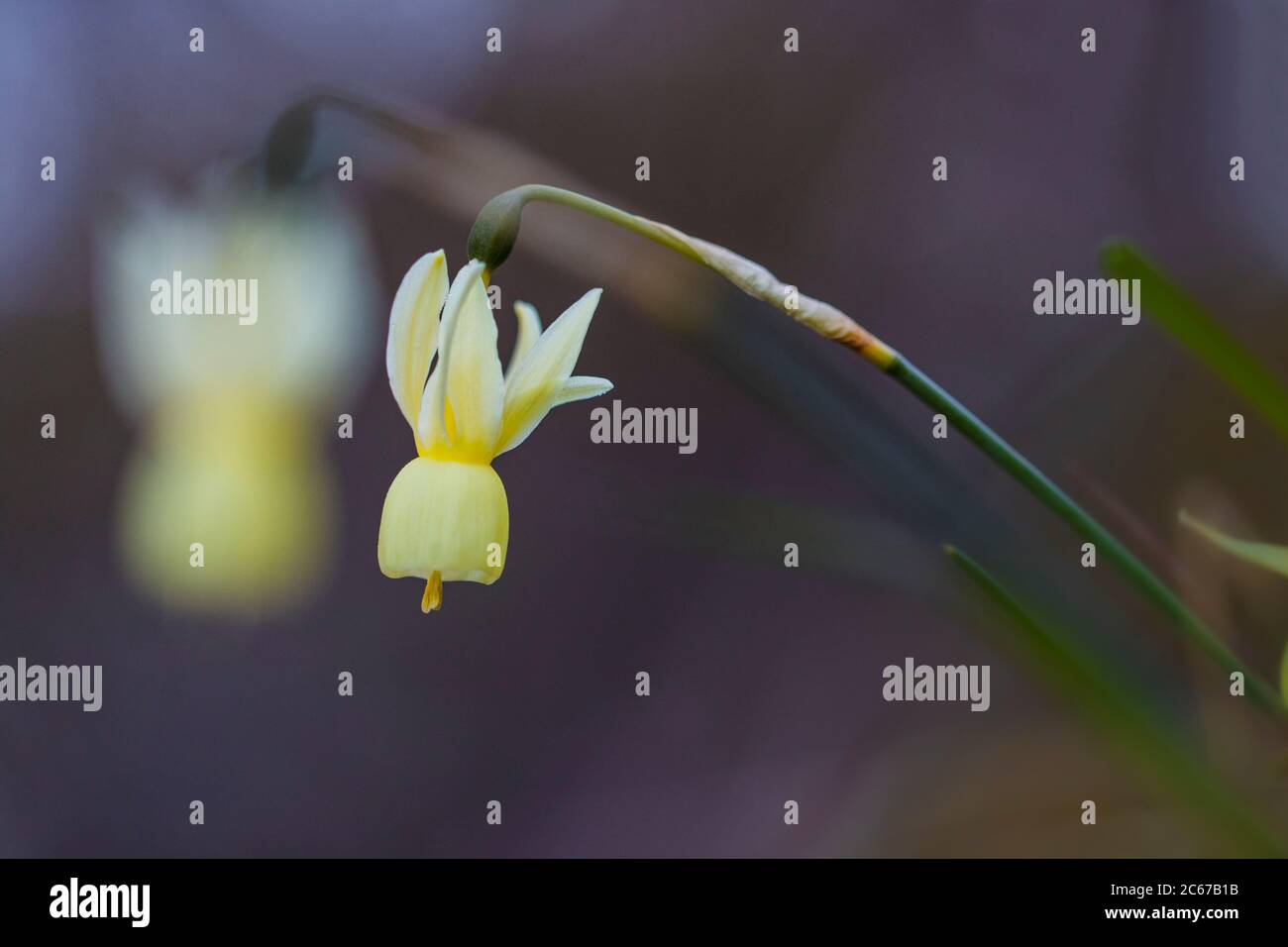 Angel's tears, Narcissus triandrus Stock Photo - Alamy