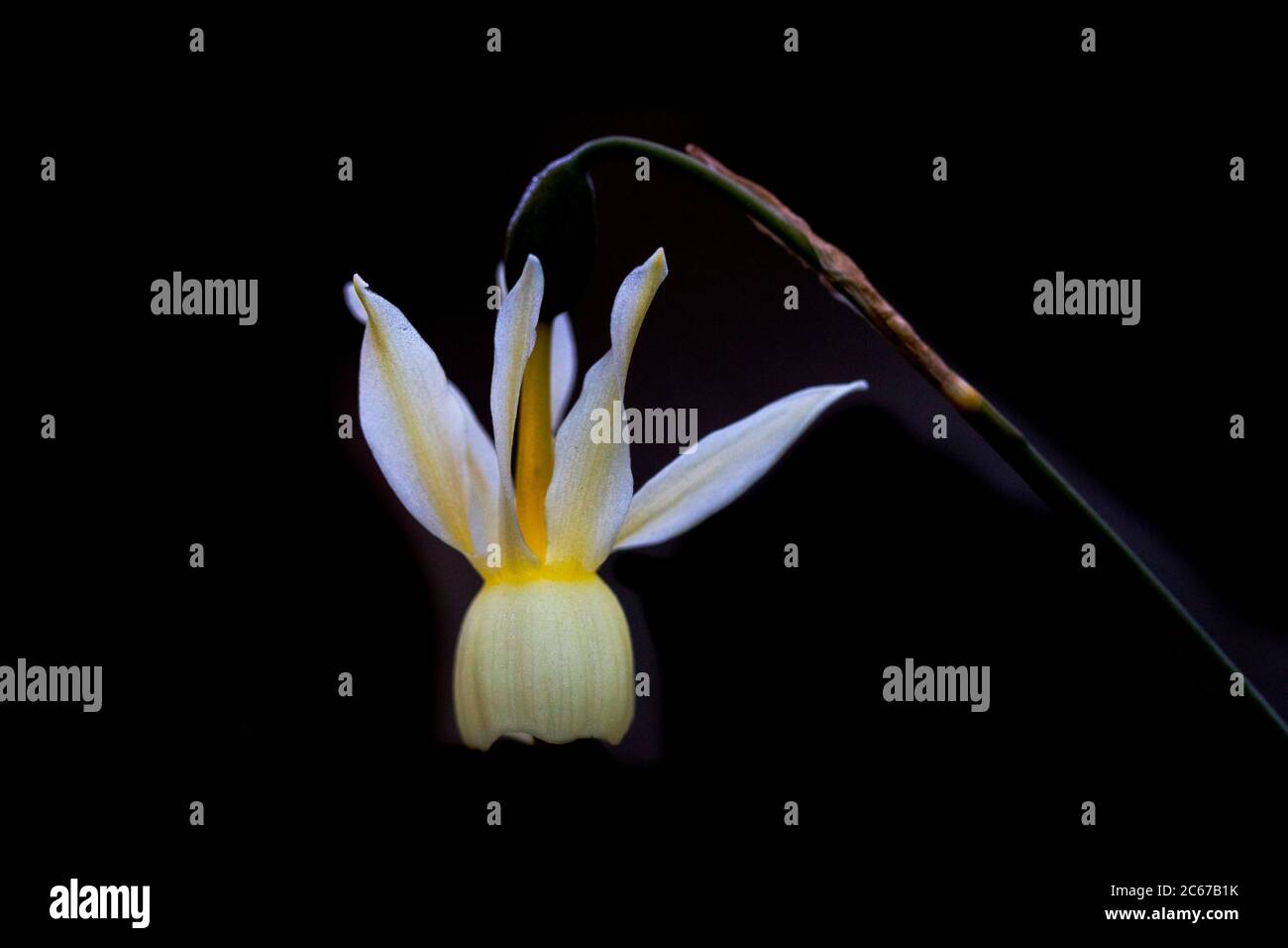 Angel's tears, Narcissus triandrus Stock Photo - Alamy