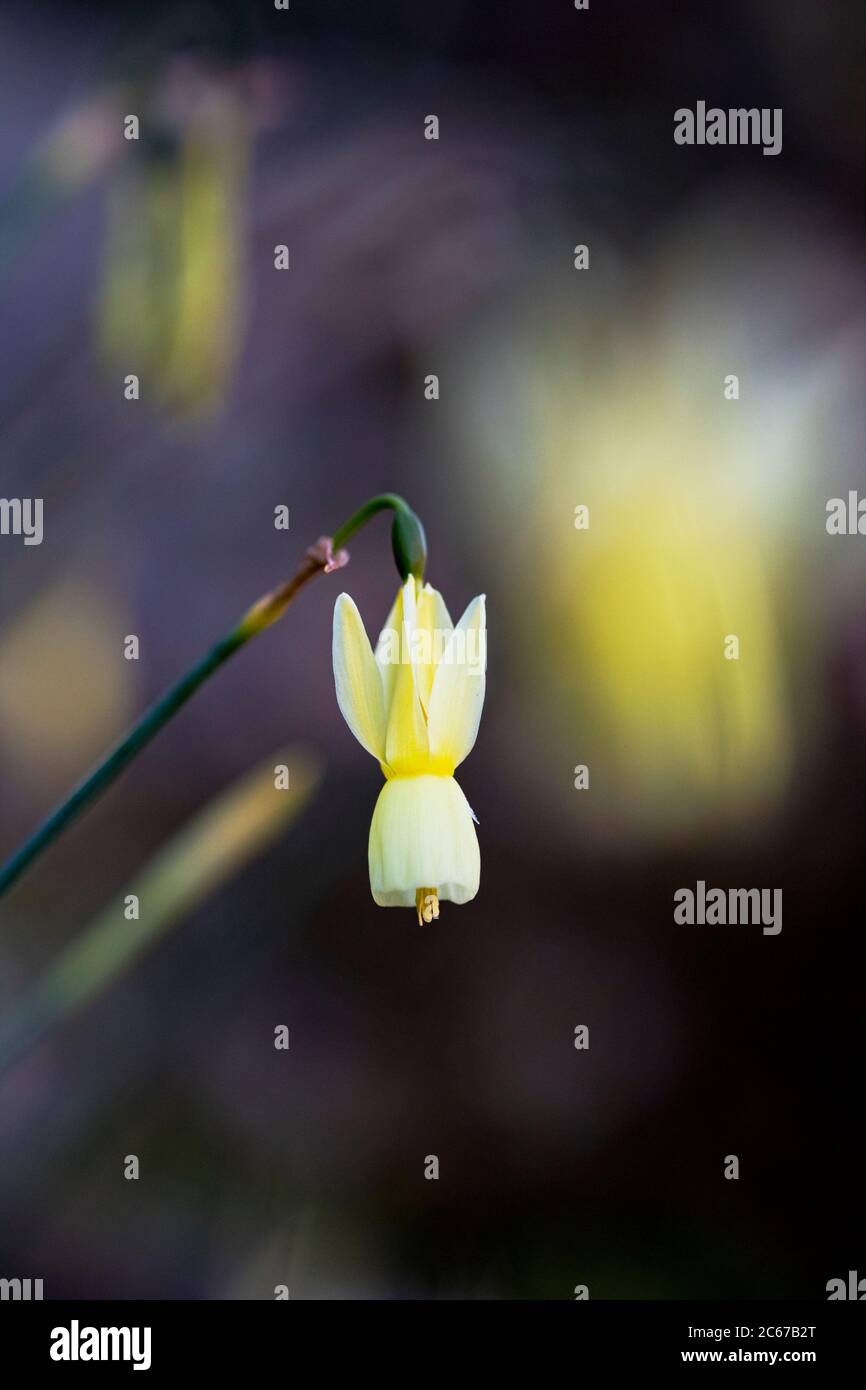 Angel's tears, Narcissus triandrus Stock Photo - Alamy