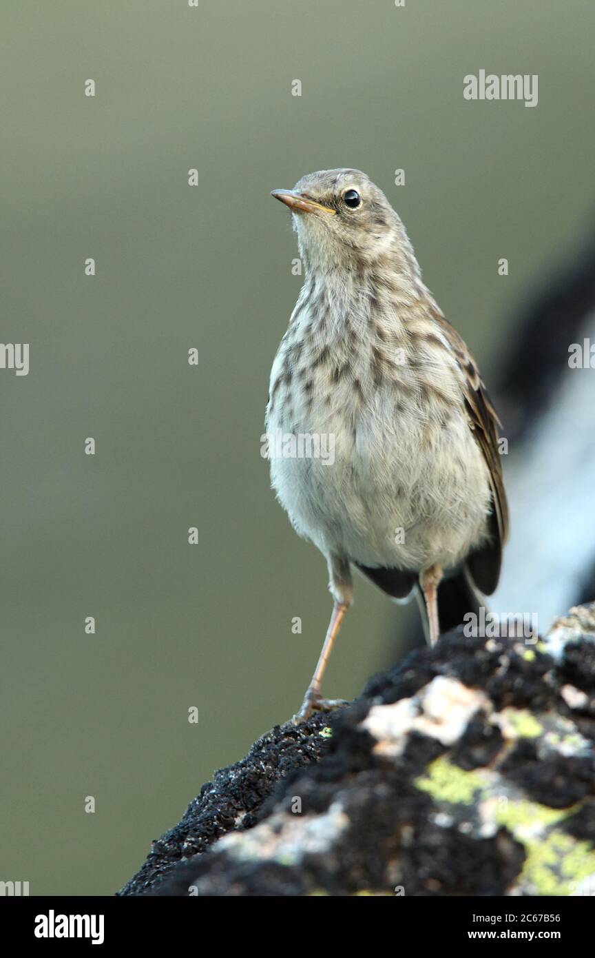 Water pipit with the last lights of the day on a rock Stock Photo - Alamy