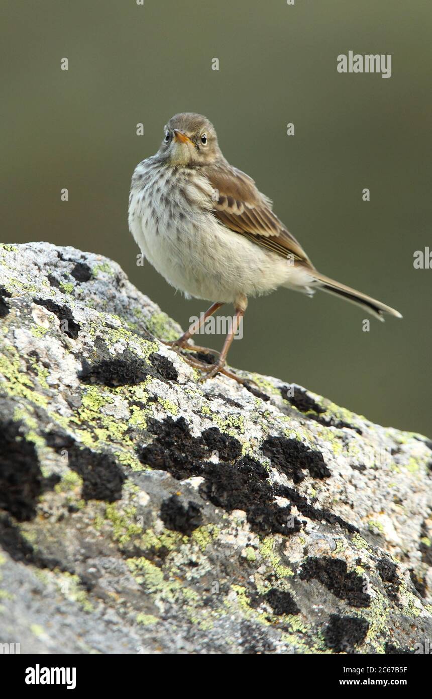 Water pipit with the last lights of the day on a rock Stock Photo - Alamy