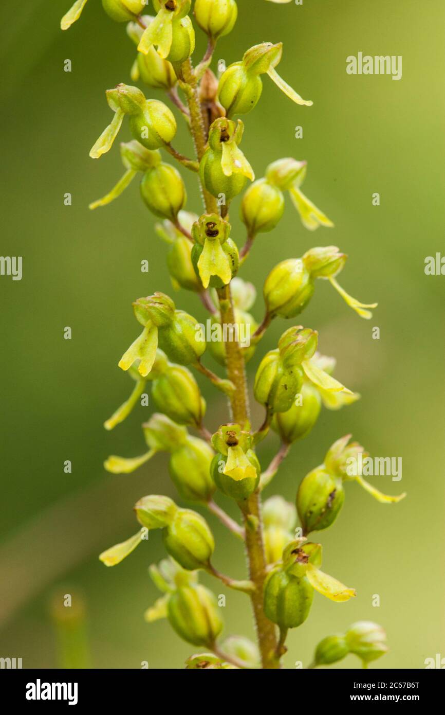 Common Twayblade flower Stock Photo - Alamy