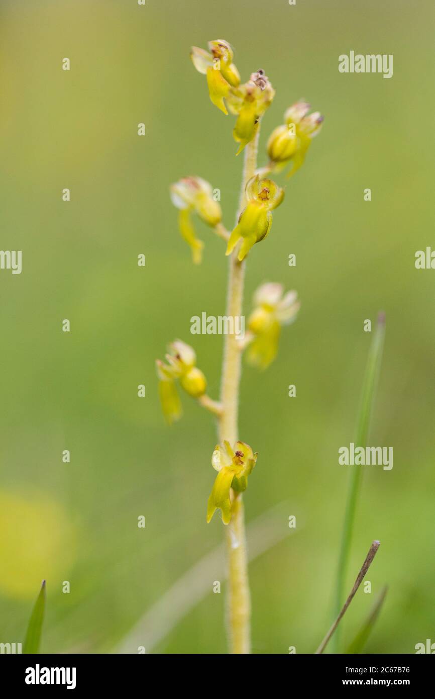 Common Twayblade flower Stock Photo - Alamy