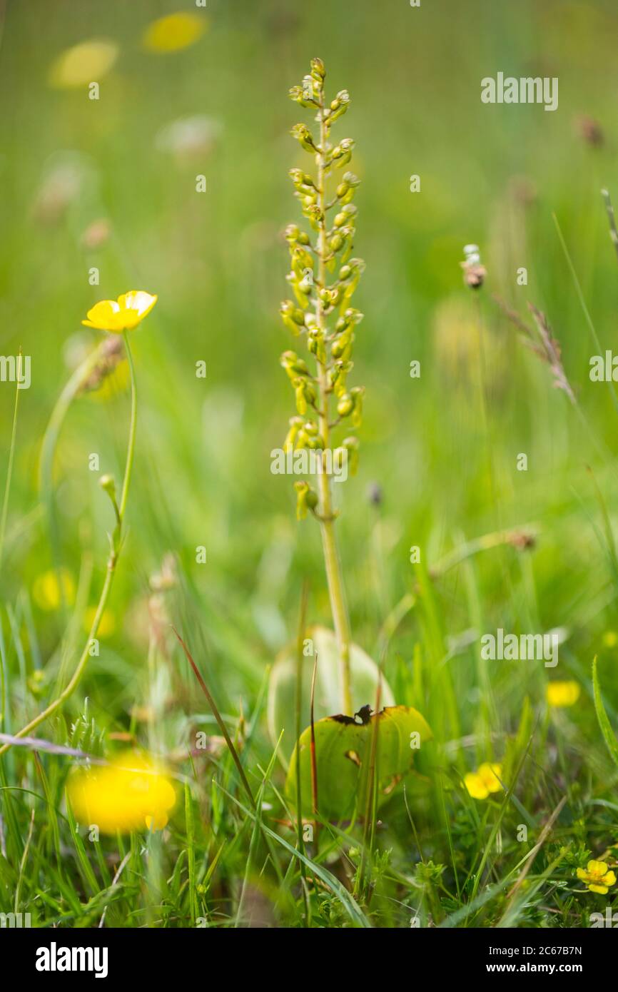 Common Twayblade flower Stock Photo - Alamy
