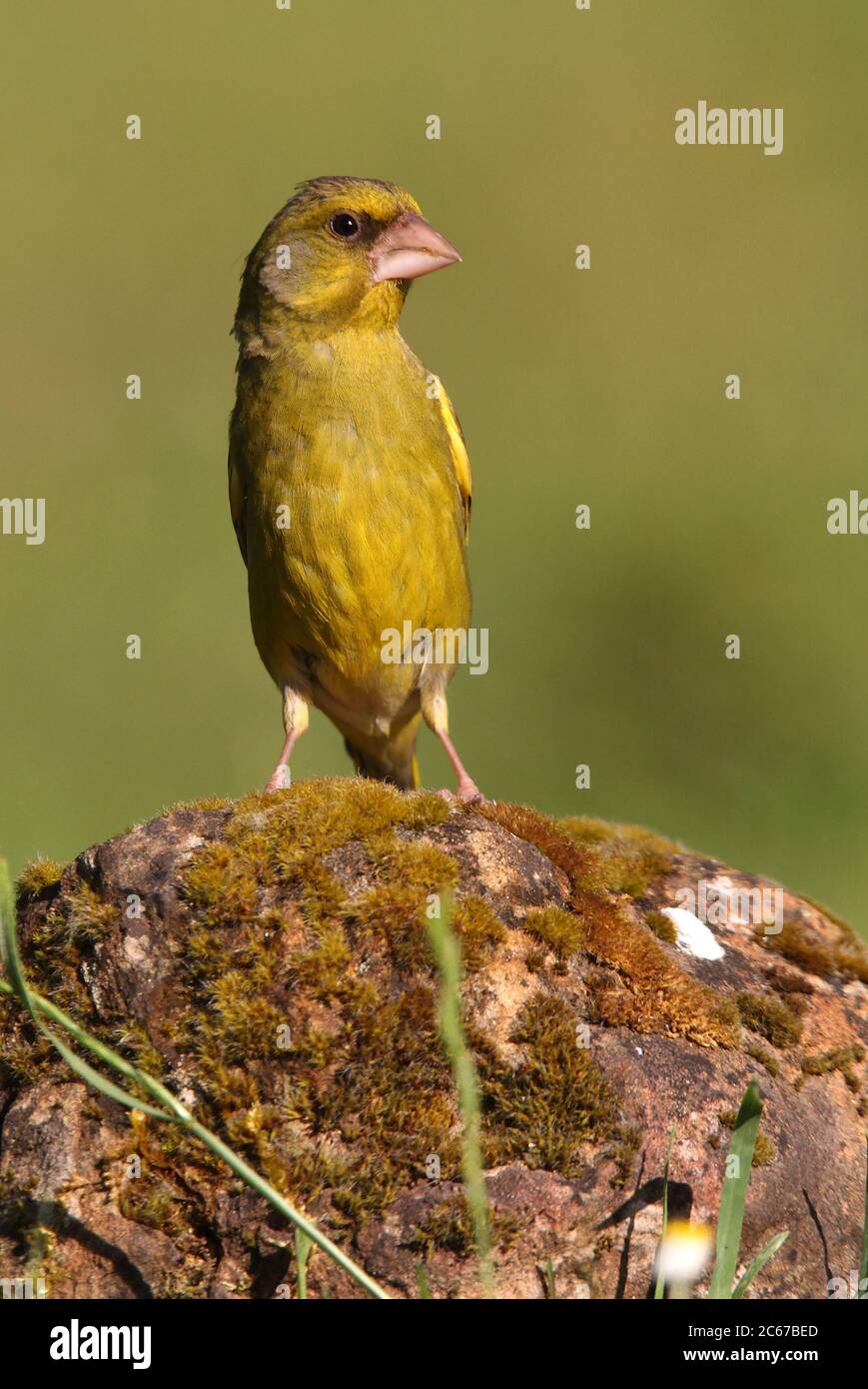 Greenfinch fauna hi-res stock photography and images - Alamy