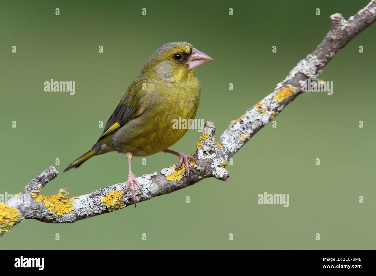 Greenfinch fauna hi-res stock photography and images - Alamy