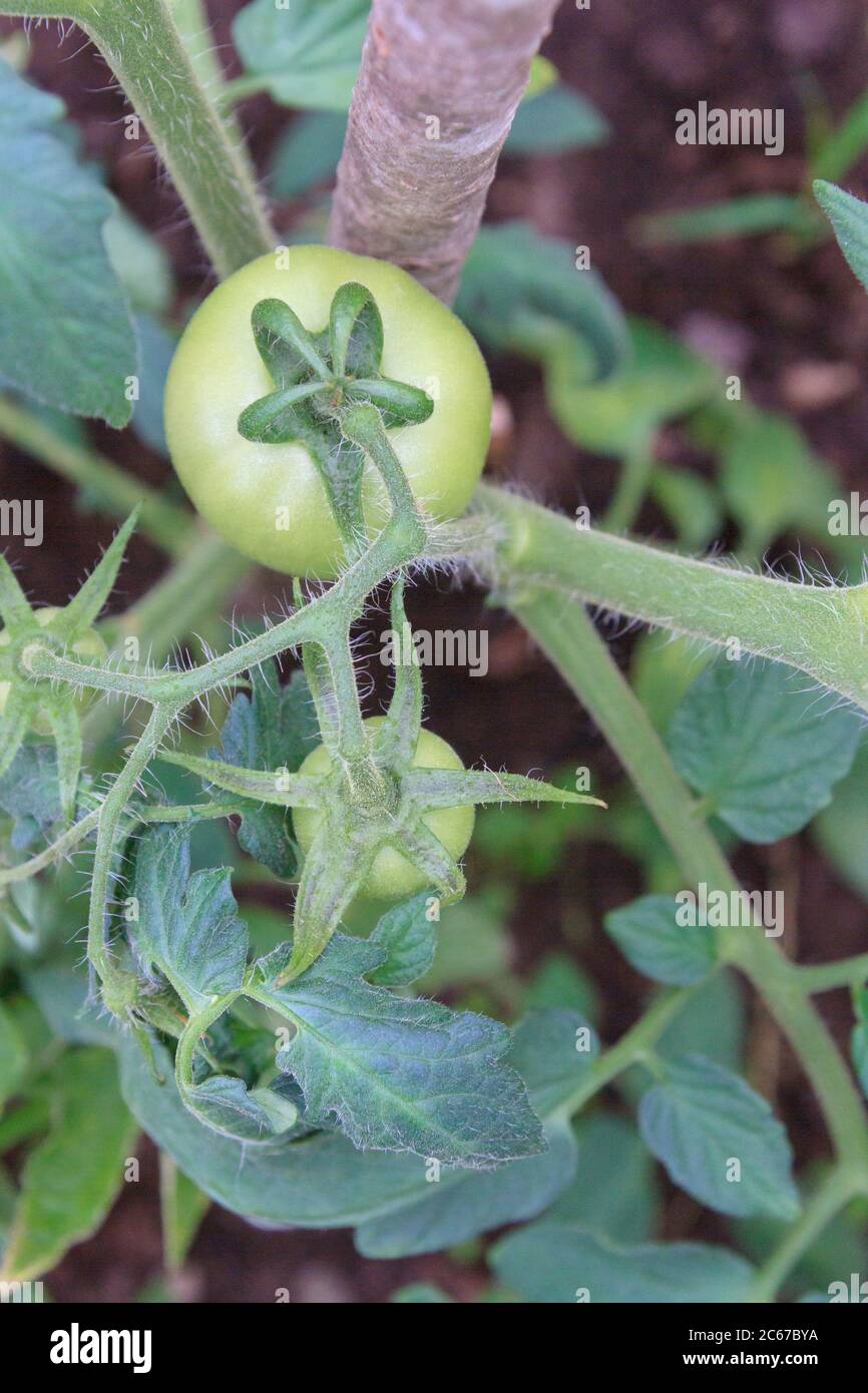 Small green tomatoes ripen in the greenhouse in summer Stock Photo - Alamy