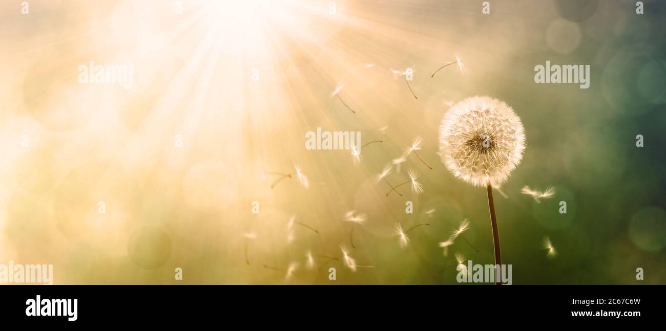 Beautiful dreamy spring nature background with dandelion Stock Photo ...
