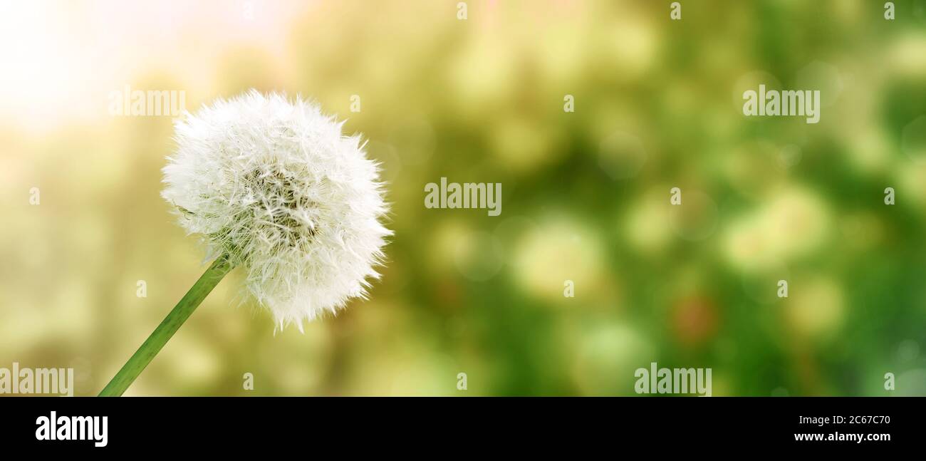 Beautiful dreamy spring nature background with dandelion Stock Photo ...